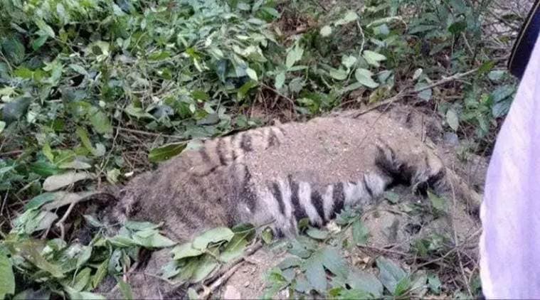 Tiger carcass found: Postmortem inconclusive, evidence hints at ...