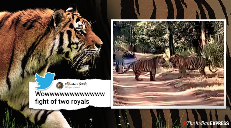 Video of two male tigers fighting goes viral, tourists who recorded it ...