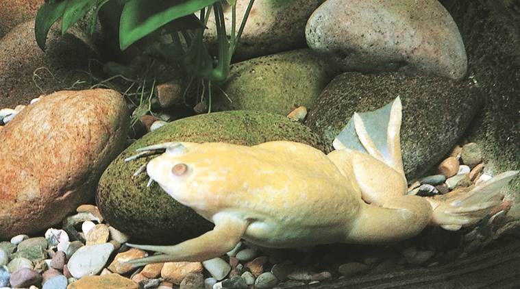 Xenobot: The world’s first living machines, built with frogs ...