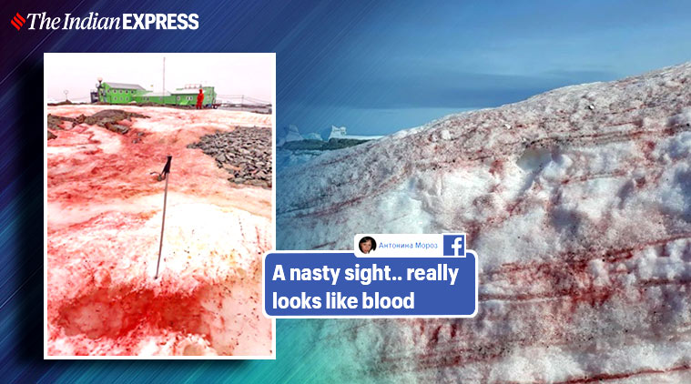 Viral images show Antarctica’s snow turning red due to microscopic ...