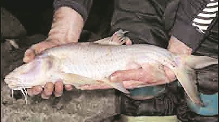 Discovery Of World’s Largest Cave Fish In Meghalaya: ‘Flooding in caves ...