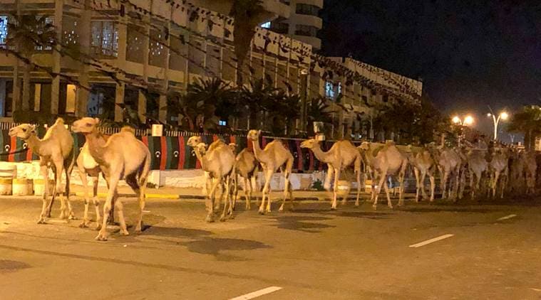 3,000 camels were evacuated from Libya’s capital and had to trek 45 km ...