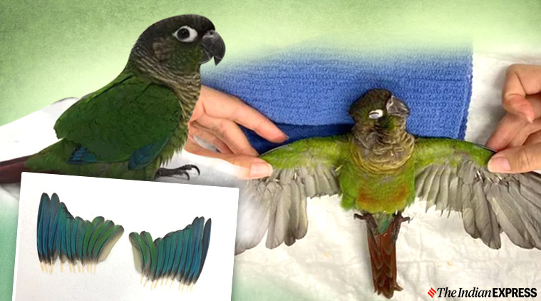 Parakeet gets prosthetic wings after it was unable to fly | Trending ...