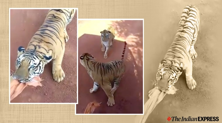 Watch: Tiger refuses to let go of curtain on tourist bus, chases ...