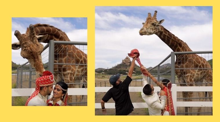 Watch: Giraffe snatches groom’s turban during wedding photoshoot ...