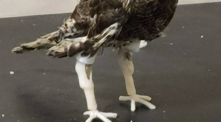 In Chandigarh, injured bird gets prosthetic legs — and a ray of hope ...