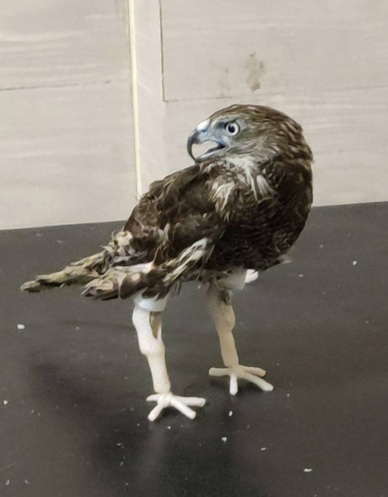 In Chandigarh, injured bird gets prosthetic legs — and a ray of hope ...