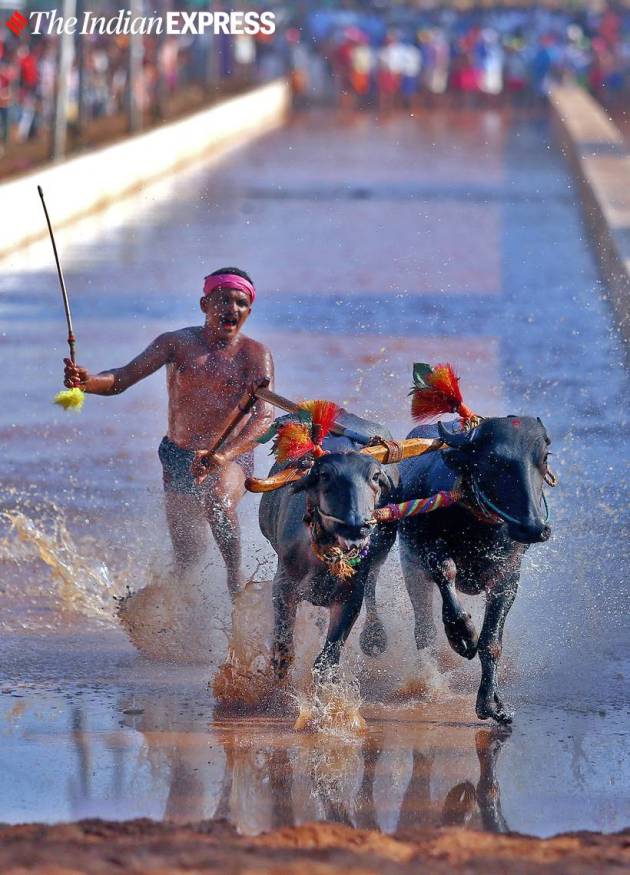 A race like no other: The story of Kambala | India News News - The ...