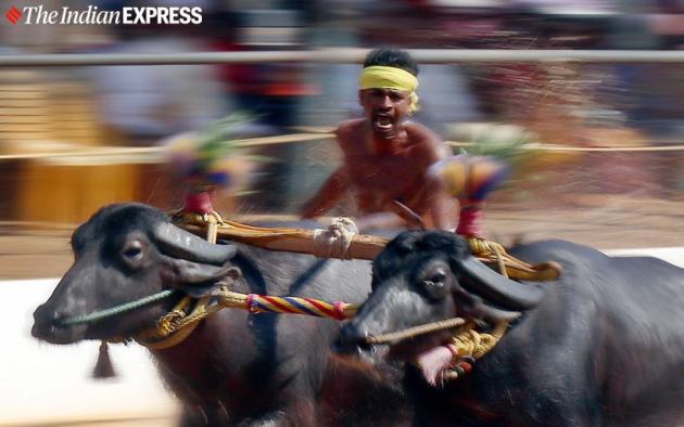A race like no other: The story of Kambala | India News News - The ...