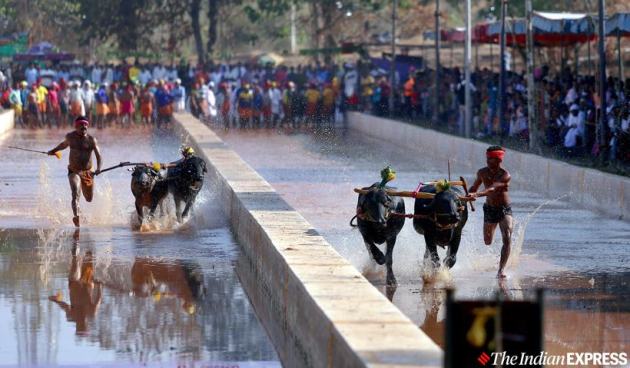 A race like no other: The story of Kambala | India News News - The ...