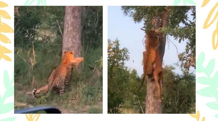 ‘Unbelievable’, say netizens after video of leopard climbing tree with ...