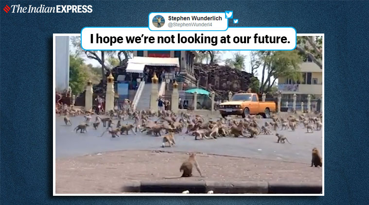 Watch: Dozens of monkeys fight for a banana after coronavirus hits ...