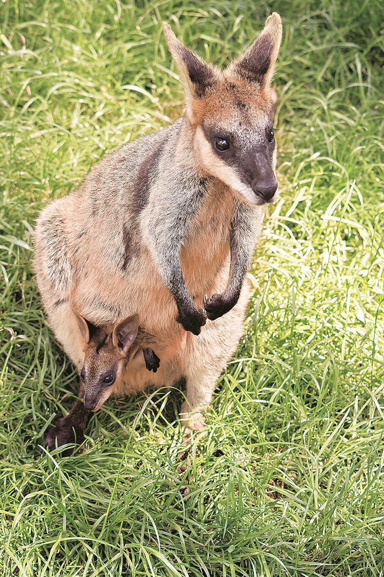 Explained: How does the swamp wallaby stay pregnant all its life ...