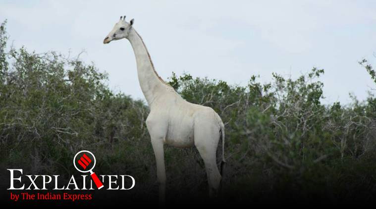 Explained: Why there is only one white giraffe left in the world ...