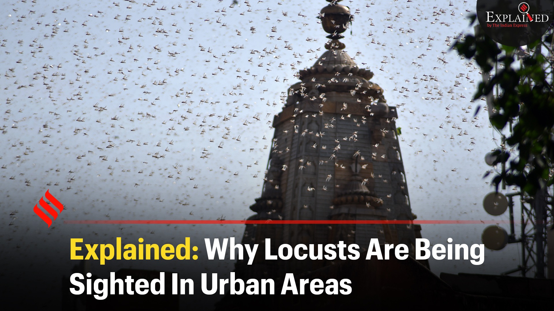 Explained why locusts are being sighted in urban areas-The Indian Express