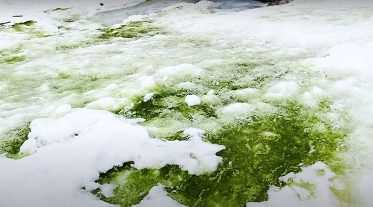 Climate change turning Antarctica’s snow green
