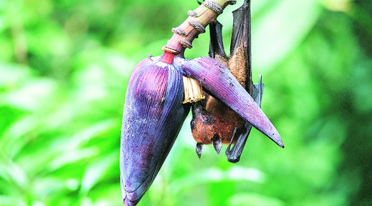 Understanding bat immune system may help identify new COVID-19 drug ...