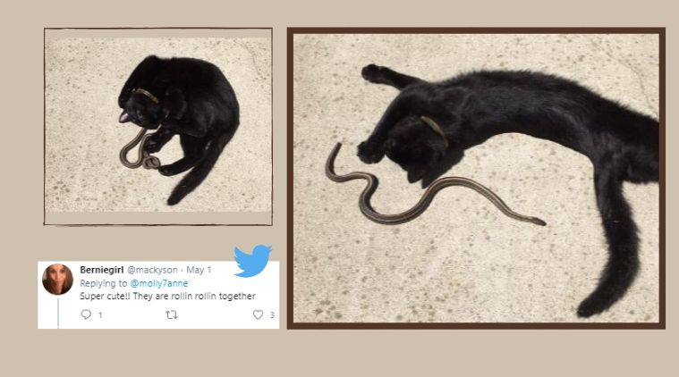 These pictures of a cat and a snake are not what you think they are ...