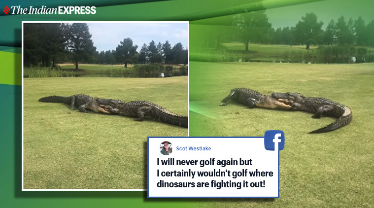 Watch: Two alligators engage in intense fight at US golf course ...