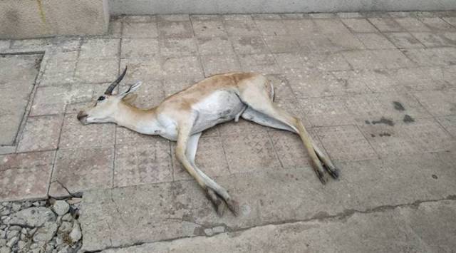 Gujarat: Blackbuck death count in Bhavnagar during this monsoon goes up ...