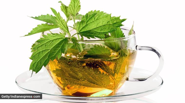 Have you tried the nettle tea? Here’s why you should | Health News ...