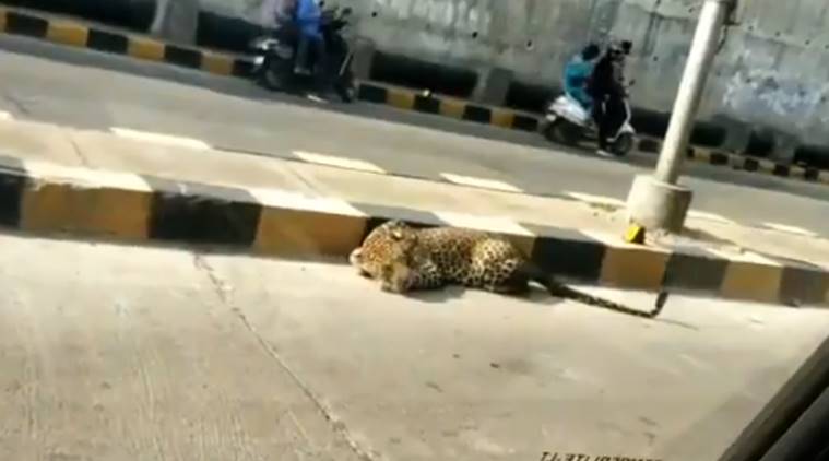 Injured leopard spotted lying on road in Hyderabad, efforts on to trace ...