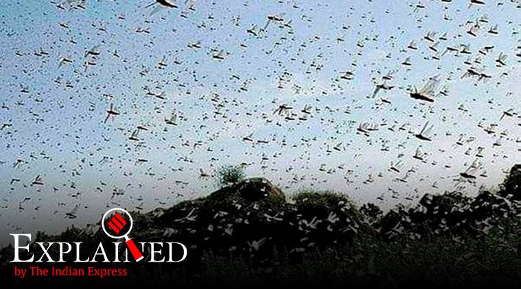 Locust Attack in India: Why we have a desert locust problem this year ...
