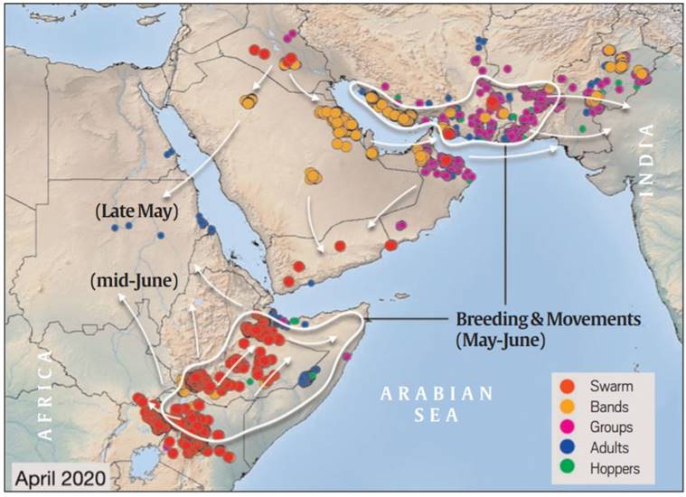 A new concern: early locusts | Explained News - The Indian Express
