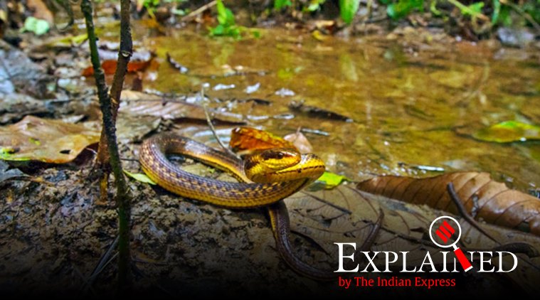 Explained: The Assam snake that was lost and found 129 years later ...