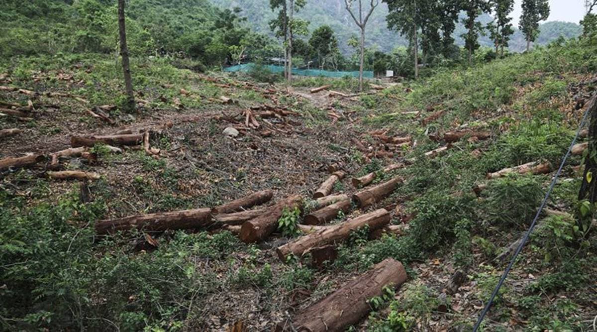 RTI: Goa authority showed green flag to 99.3% felling tree cut requests ...