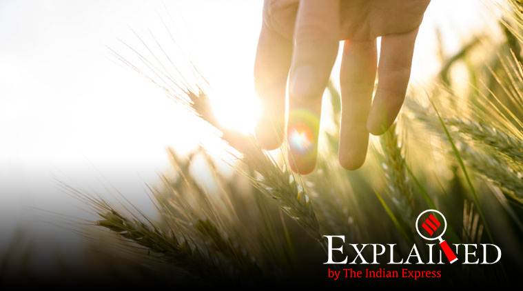 GM seeds: the debate, and a sowing agitation | Explained News - The ...