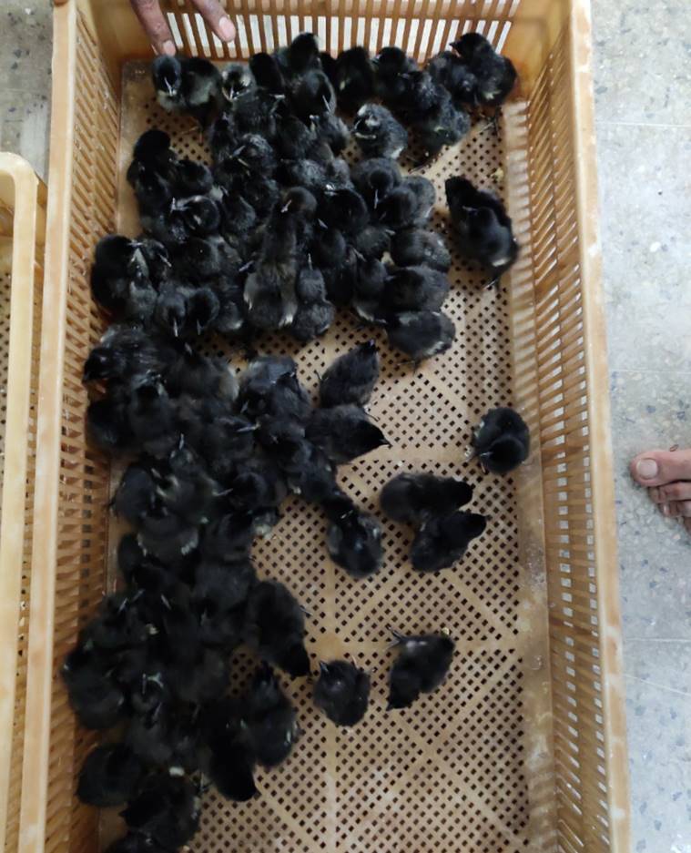 Tripura introduces exotic, jet black Kadaknath chicken, says positive ...