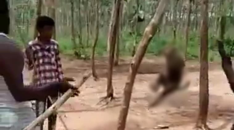 Telangana villagers hang monkey to death, three held after video goes ...