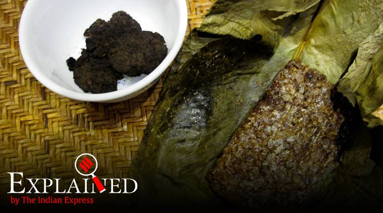 Explained: What is Axone? | Explained News - The Indian Express