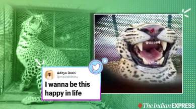 Funny Leopard Memes My Toxic Trait Is Thinking I Could Stroke A