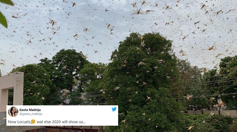 #LocustAttack dominates social media trends as swarms invade Gurugram ...