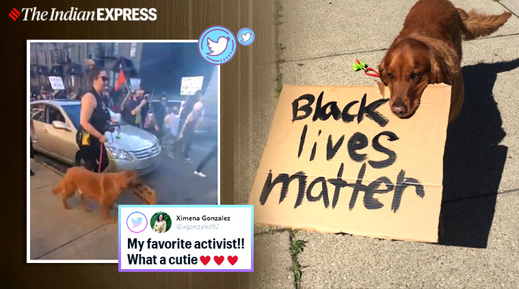 Dog at rally holding ‘Black Lives Matter’ sign becomes internet ...