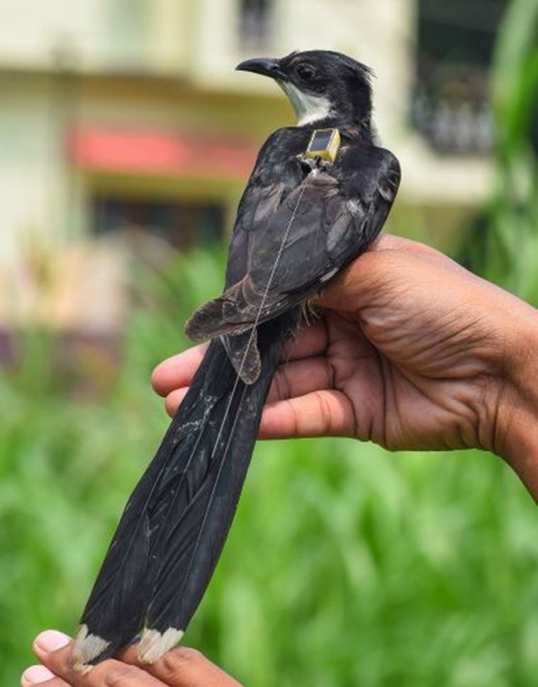 Pied cuckoo, harbinger of monsoon, to be tracked in migration, climate ...