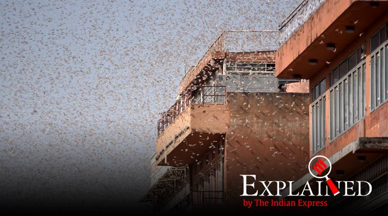 Explained: Where the locusts are, and where they head next | Explained ...
