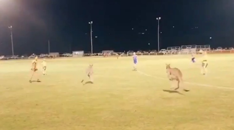 ‘The most Australian 8 seconds’: Video of kangaroos disrupting football ...