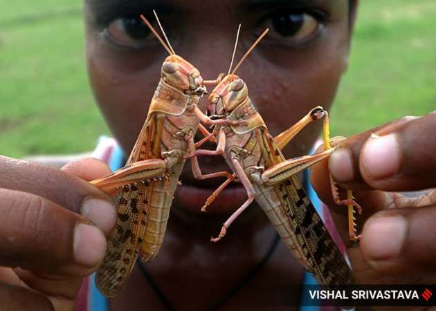 What a locusts’ attack looks like: Pictures from Lucknow | India News ...