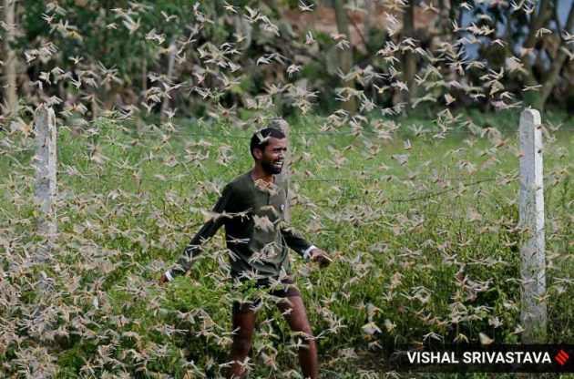 What a locusts’ attack looks like: Pictures from Lucknow | India News ...