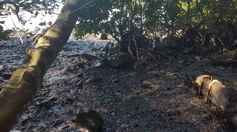 Explained: How severe was the Mauritius oil spill? | Explained News ...