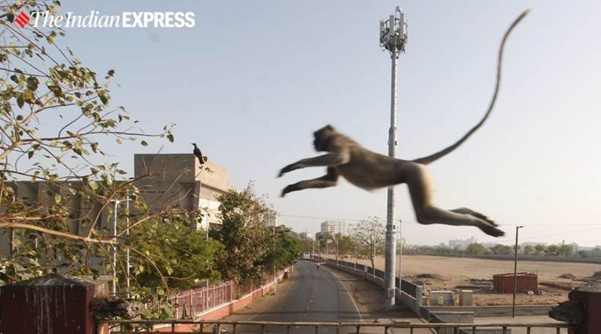 Rs 5 crore for 5-year plan to tackle Delhi’s ‘monkey menace’ | Delhi ...