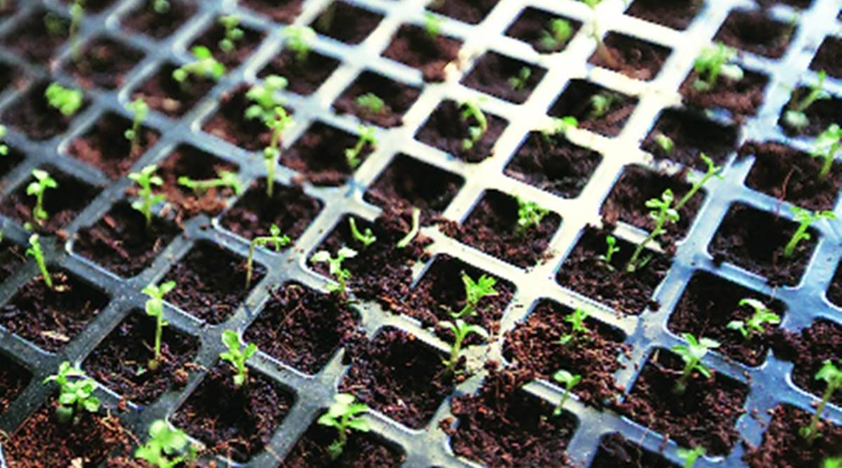 TA battalion begins drive to plant over one lakh saplings, seed balls ...