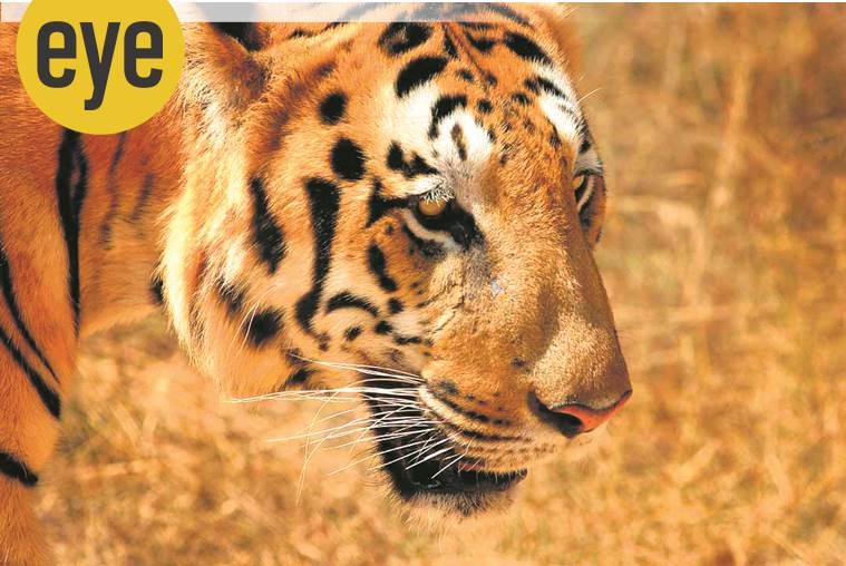 Sunday Long Reads: Of pandemic mourning, patriotism, books, films, and ...