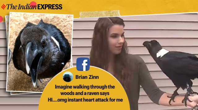 The ‘talking’ raven that’s taken social media by storm | Trending News ...