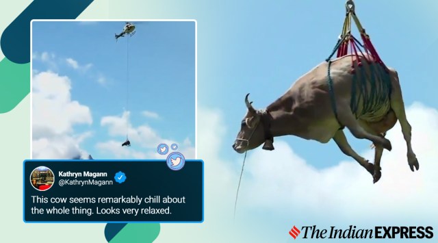 Watch: Swiss farmer uses helicopter to airlift wounded cow | Trending ...