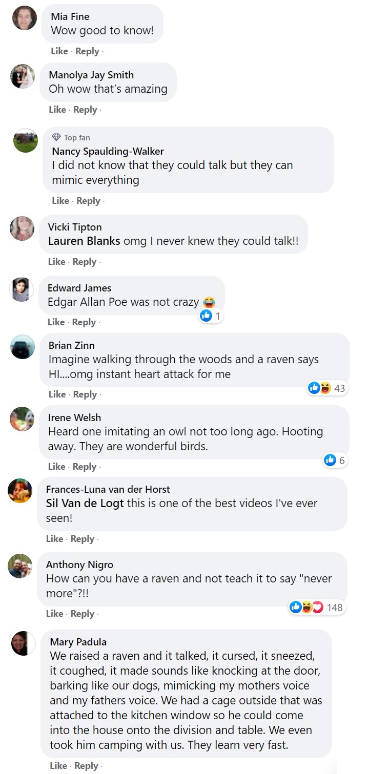 The ‘talking’ raven that’s taken social media by storm | Trending News ...