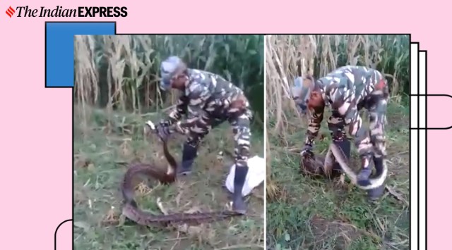 Watch: Forest officials rescue two 10-ft-long pythons in Uttarakhand’s ...